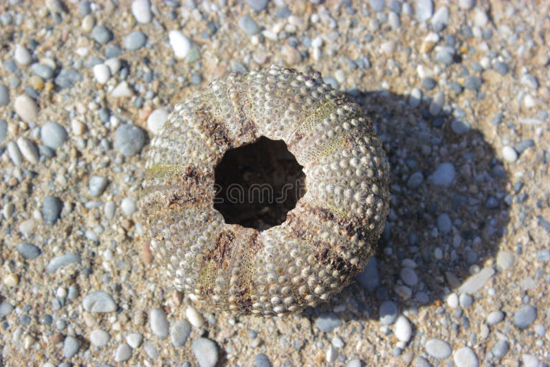 Sea-urchin Shell Back View Photo Stock Image - Image of skeleton, macro ...