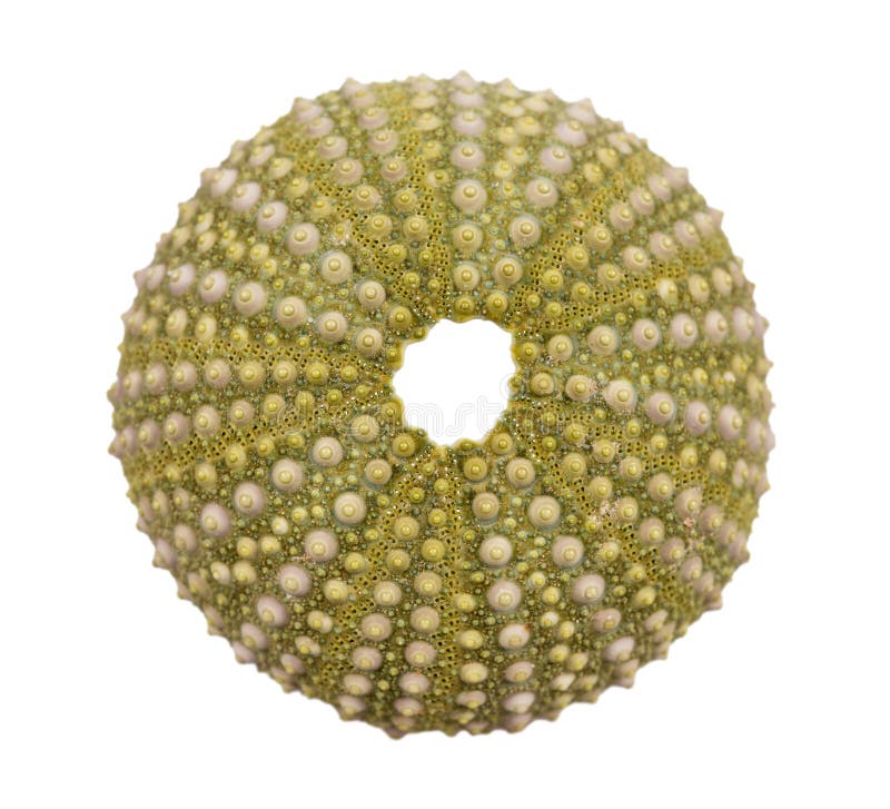 Sea Urchin Shell Isolated on White Background Stock Image - Image of ...