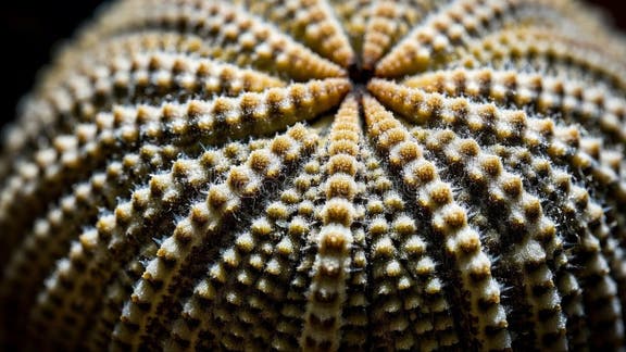 Sea Urchin Shell - Patterns in Nature Stock Illustration - Illustration ...