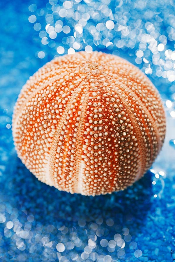 Sea Urchin Shell on Pebble Under Rain Droplets ... Stock Image - Image ...