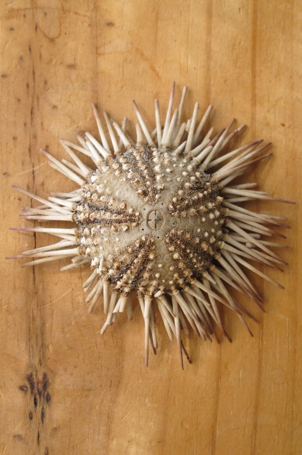 Sea Urchin Shell and Spikes on Wood Stock Photo - Image of cream ...