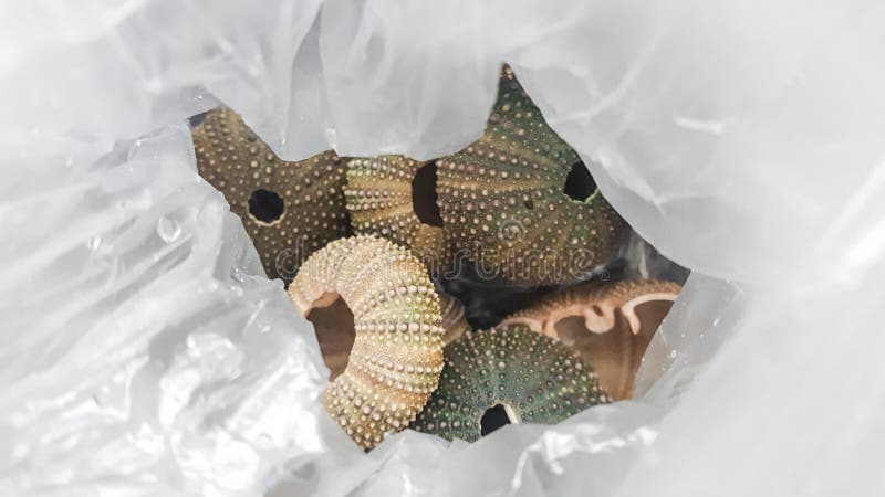 Sea Urchin Shells in a Plastic Bag Stock Photo - Image of echonoid ...