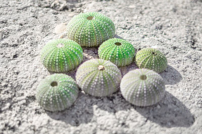 Sea urchin shells stock image. Image of needle, echinoderm - 257959009
