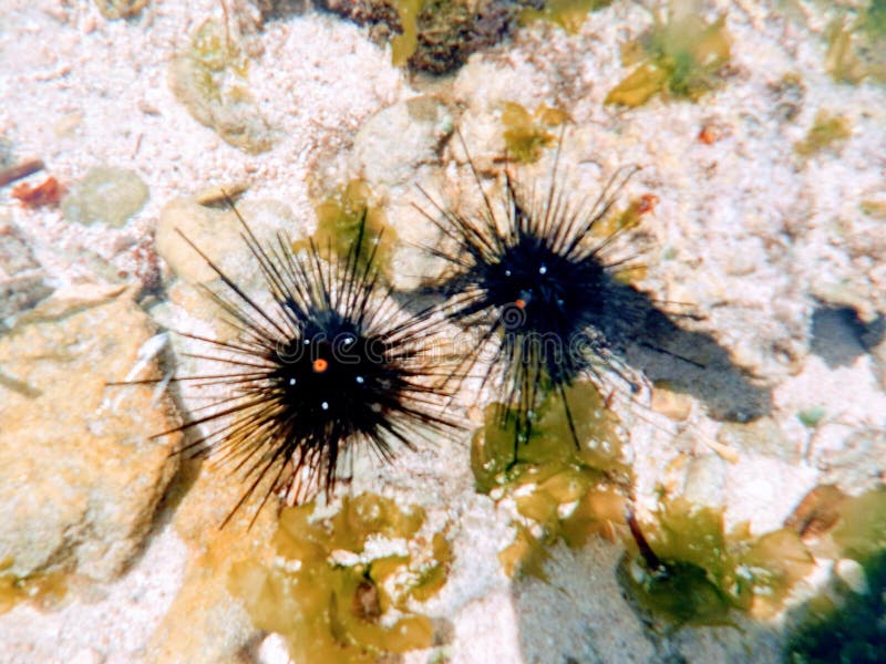 Spiny Sea Urchins on the Rock at the Red Sea Shore. Stock Photo - Image ...