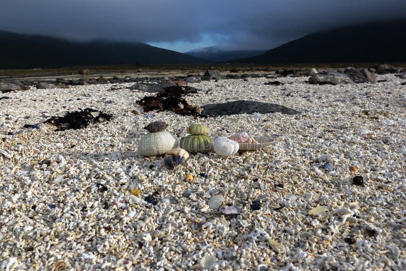 Sea Urinal Shells and Shells on a Beach in Norway Stock Image - Image ...