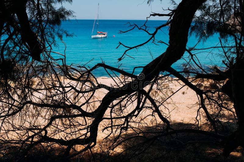 Sea View through the Shelter of Trees Stock Photo - Image of wild ...