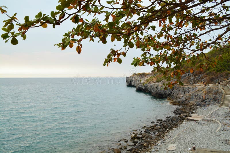 Sea View with Tree on the Corner Seaside with Calm Wales, Colorful ...