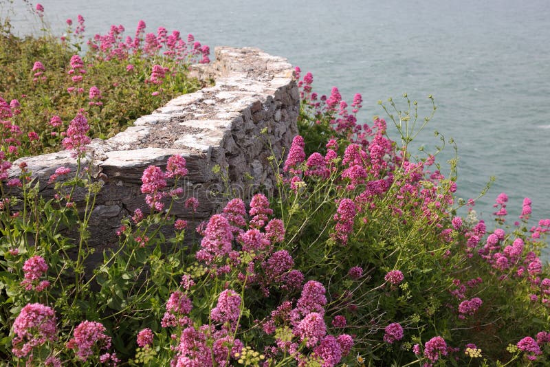 Sea Wall on Cliffs in Devon Stock Photo - Image of coast, scene: 46318850