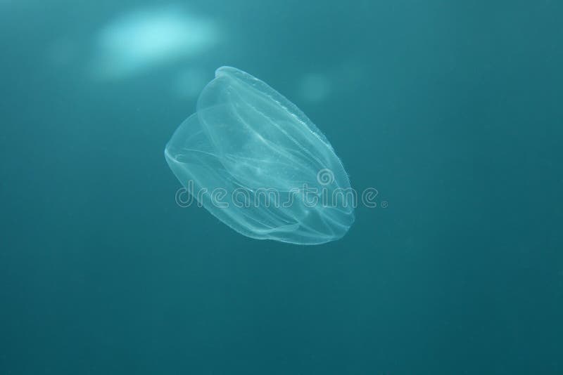 Sea walnut jellyfish stock image. Image of meerwalnuss - 88757597