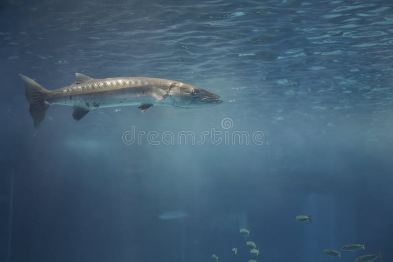 Sea Water Aquarium Barracuda Fish Stock Image - Image of scuba, fauna ...