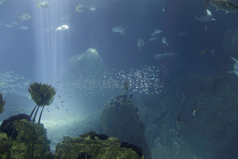 Sea water aquarium stock image. Image of scenery, biodiversity - 333488045