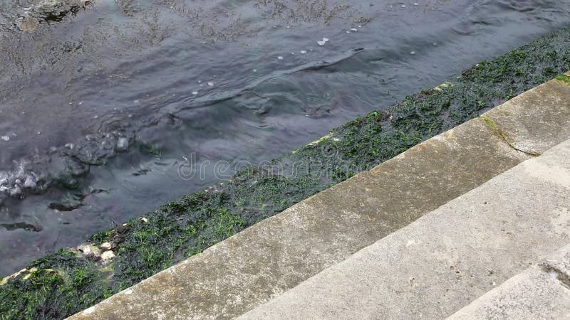 Sea Water Lapping the Step with Algae during High Tide Stock Video ...