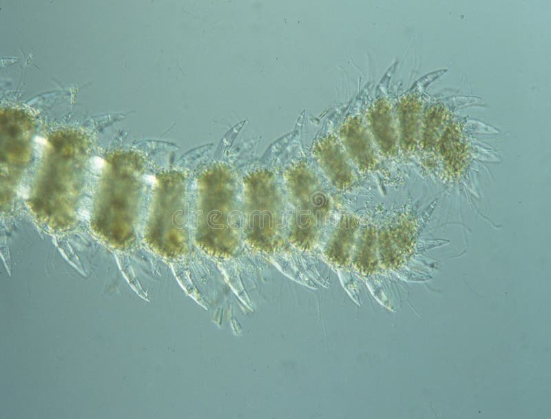 Sea water red algae stock image. Image of rhodophyta - 194435995