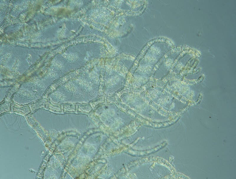 Sea water red algae stock photo. Image of algae, microscopy - 194436298