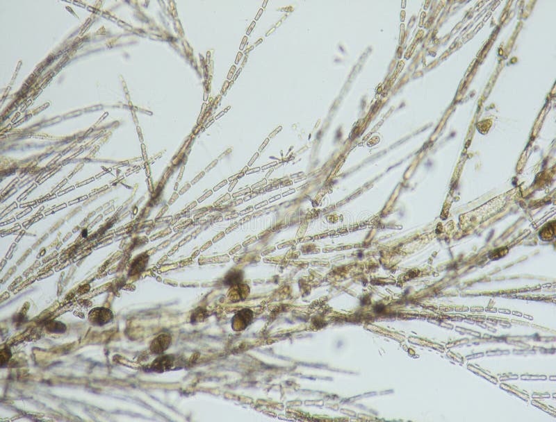 Sea water red algae stock image. Image of rhodophyta - 194440989