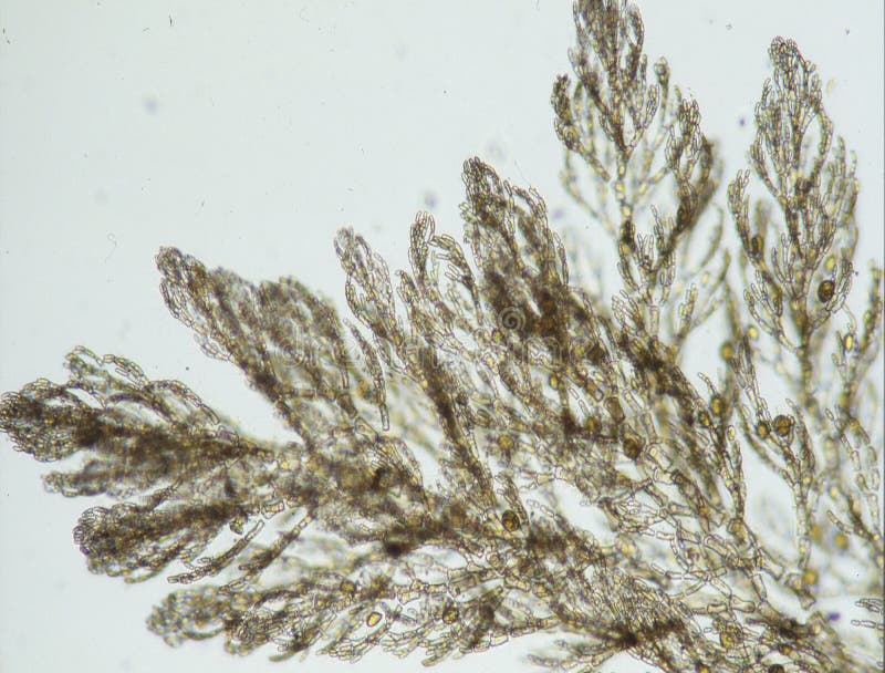 Sea water red algae stock image. Image of rhodophyta - 194441037