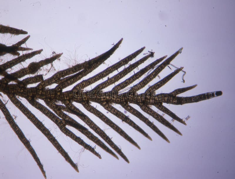 Sea water red algae stock image. Image of macro, cell - 194441083