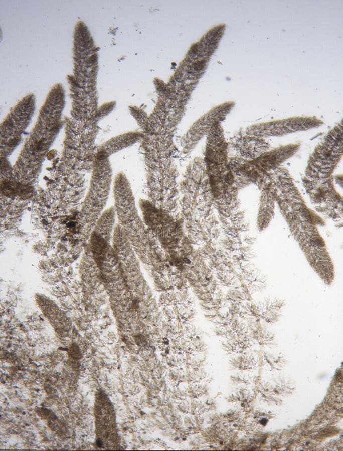 Sea water red algae stock photo. Image of cell, microscopy - 194441122