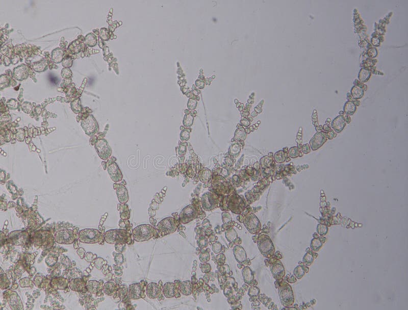 Sea water red algae stock image. Image of plants, water - 194441131