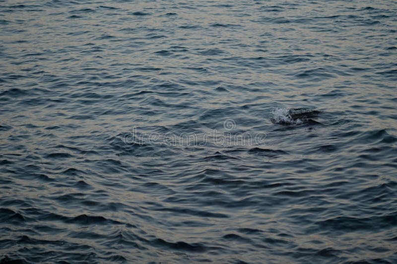 Sea Water, Small Wave, Calm Clear Water Stock Photo - Image of beach ...