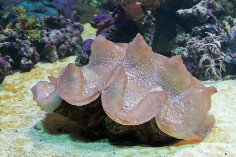 Sea Water Sponge stock photo. Image of bottom, walking - 16318822