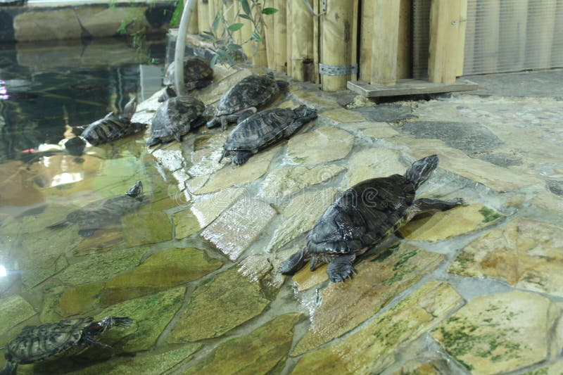 Sea Water Turtles Come Ashore from the Water To Bask on the Rocks ...