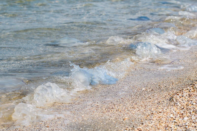 The Sea Wave Throws Many Large Jellyfish Ashore. Stock Photo - Image of ...