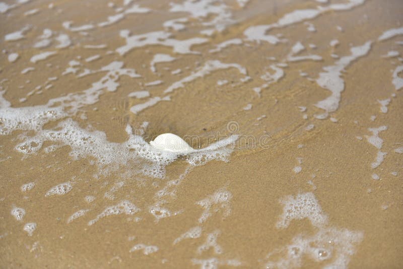 Sea Waves Blowing Shells at the Beach Stock Image - Image of waves ...