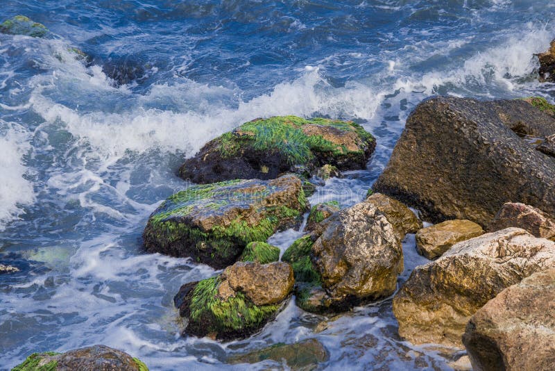 Sea Waves and Rocks Covered with Algae Stock Image - Image of splash ...