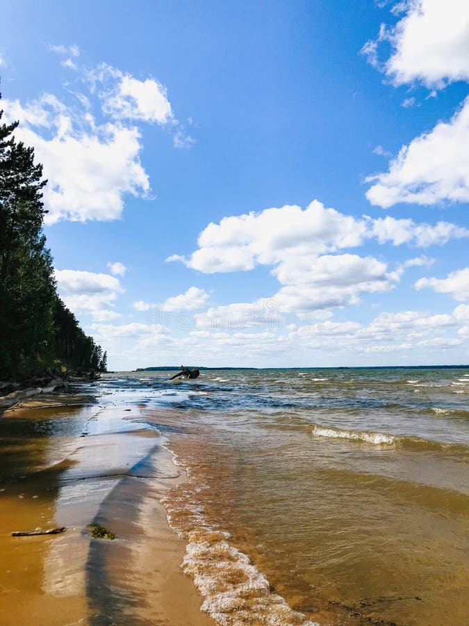 Sea Waves on Sandy Beach on Forest Coast in Summer Stock Image - Image ...