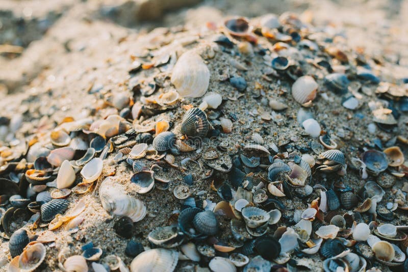 Sea Waves Washed Clean Beach Made of Shells. Stock Photo - Image of ...