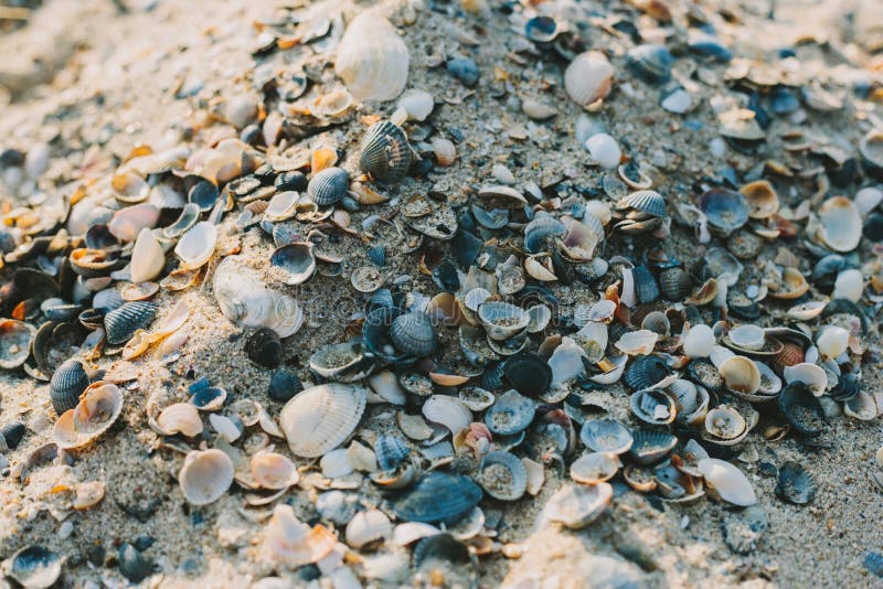 Sea Waves Washed Clean Beach Made of Shells. Stock Image - Image of ...