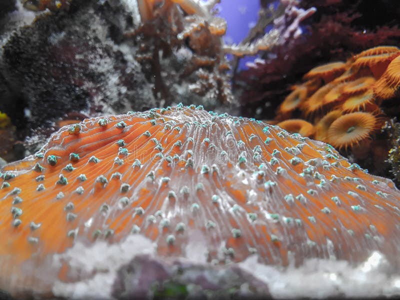 607 Coral Reef Sea Weed Stock Photos - Free & Royalty-Free Stock Photos ...