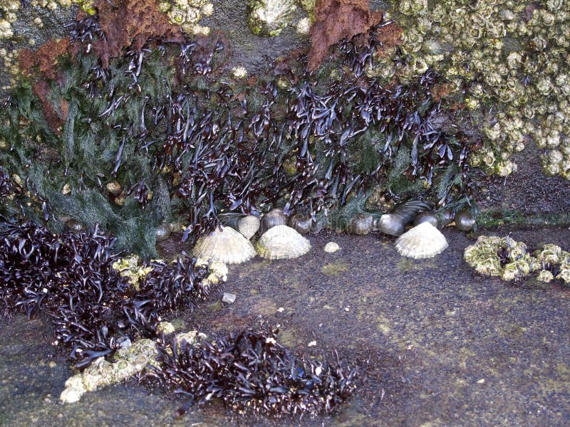 Sea weed and sea shells stock image. Image of wallpaper - 196970263