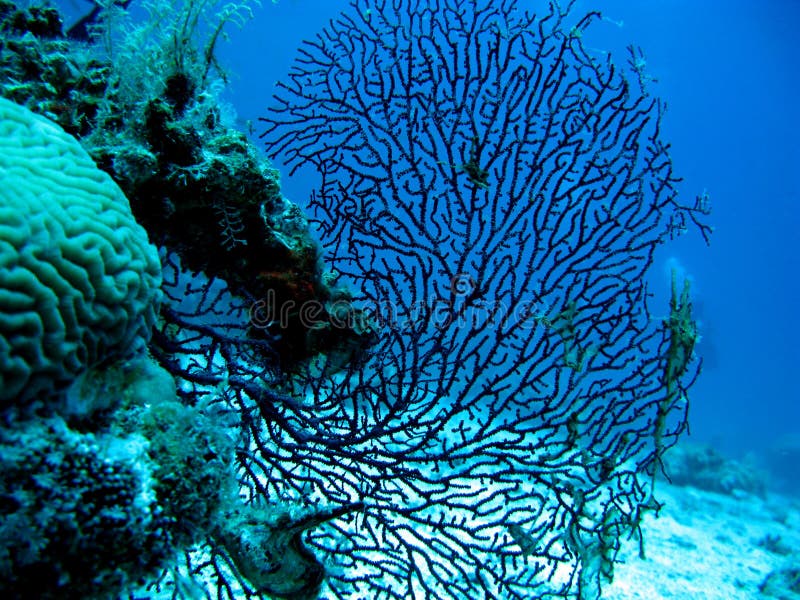 Sea whip stock photo. Image of gorgonian, ocean, coral - 18823432