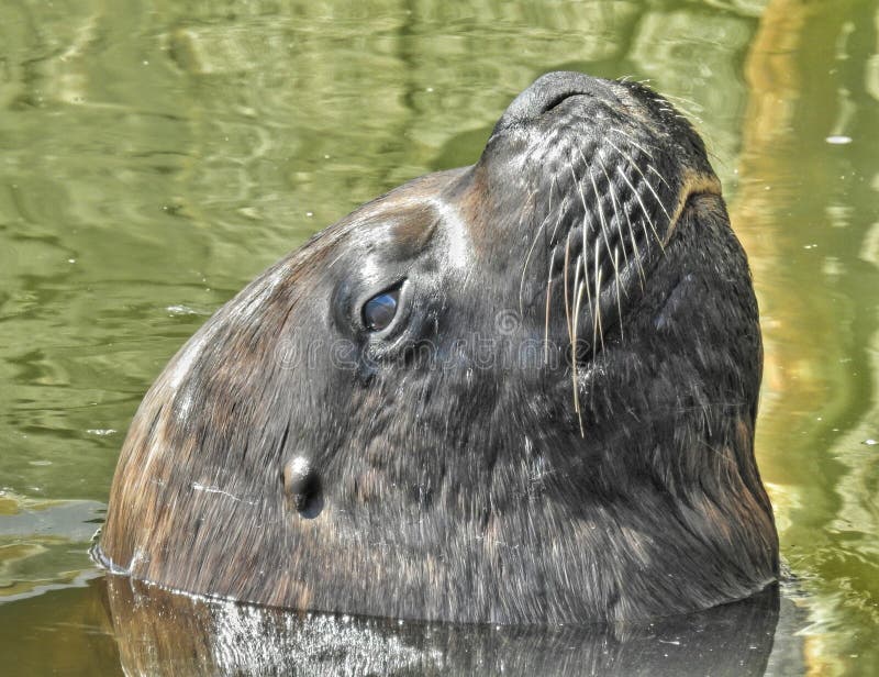 Sea wolf stock photo. Image of seawolf, portrait, water - 90135868