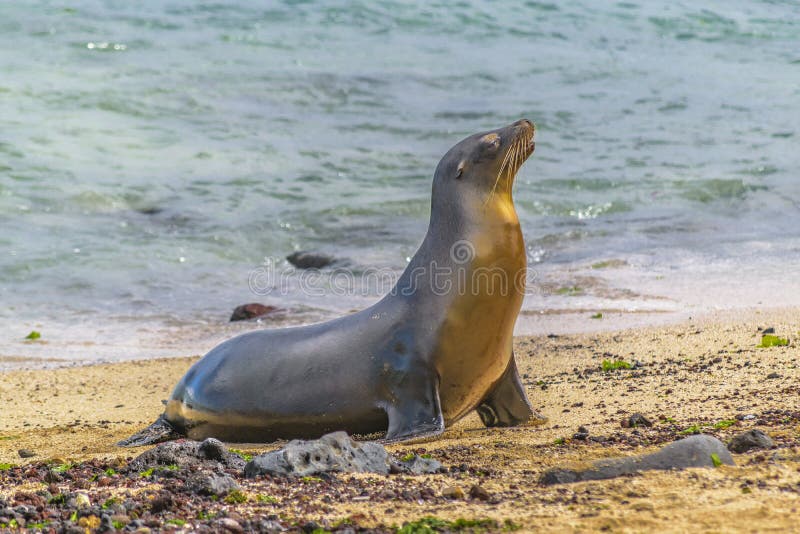 Two Sea Wolf at Shore of Beach, Galapagos, Ecuador Stock Image - Image ...