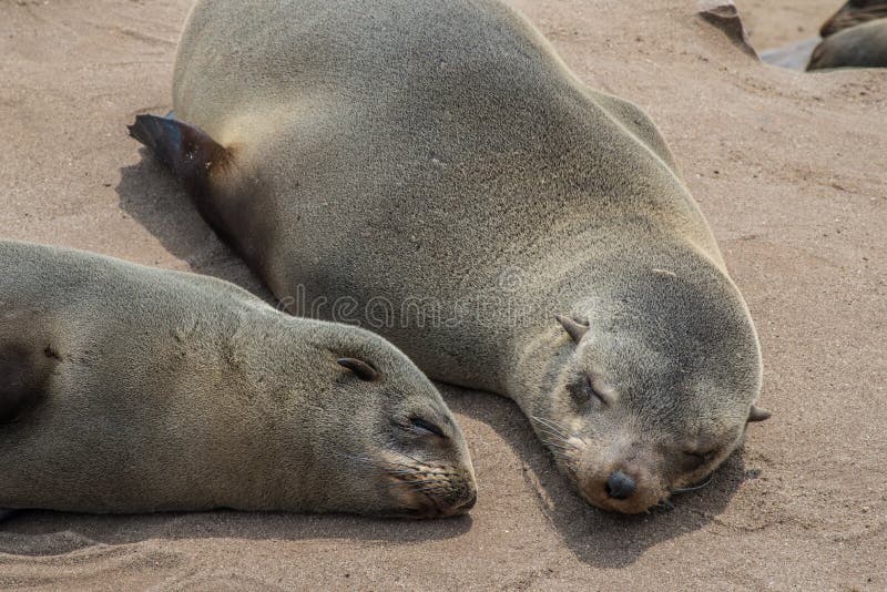 Sea Wolves Resting in Cape Cross - Namibia Stock Photo - Image of sand ...