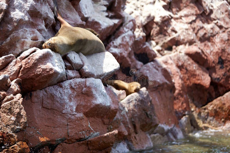 Sea Wolves Seals Sleeping and Heating Up Stock Photo - Image of natural ...