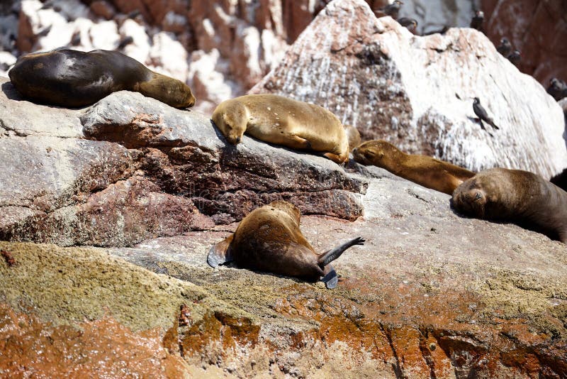 Sea Wolves Seals Sleeping and Heating Up Stock Image - Image of marine ...