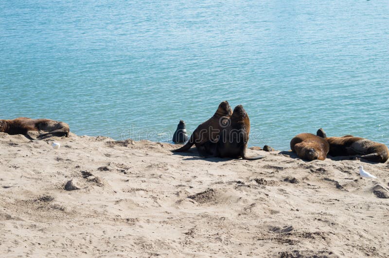 Sea wolves under the sun stock image. Image of mammal - 98107513