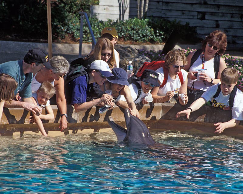Sea World Dolphin Touch Pool - Orlando Editorial Photo - Image of ...