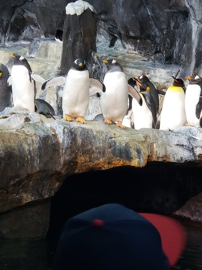 Sea world penguins stock image. Image of animals, world - 160749485