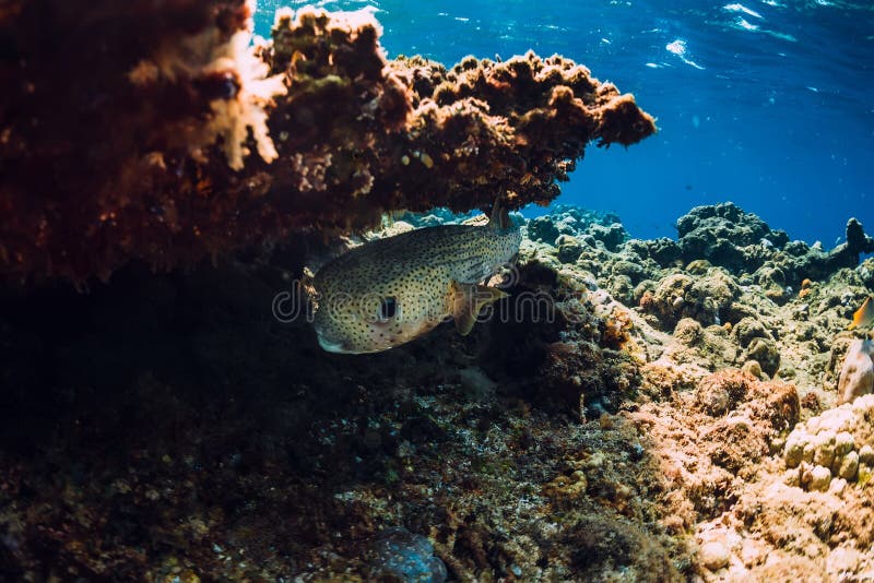 Sea World in Underwater with Box Fish in Ocean Under Coral Reef Stock ...