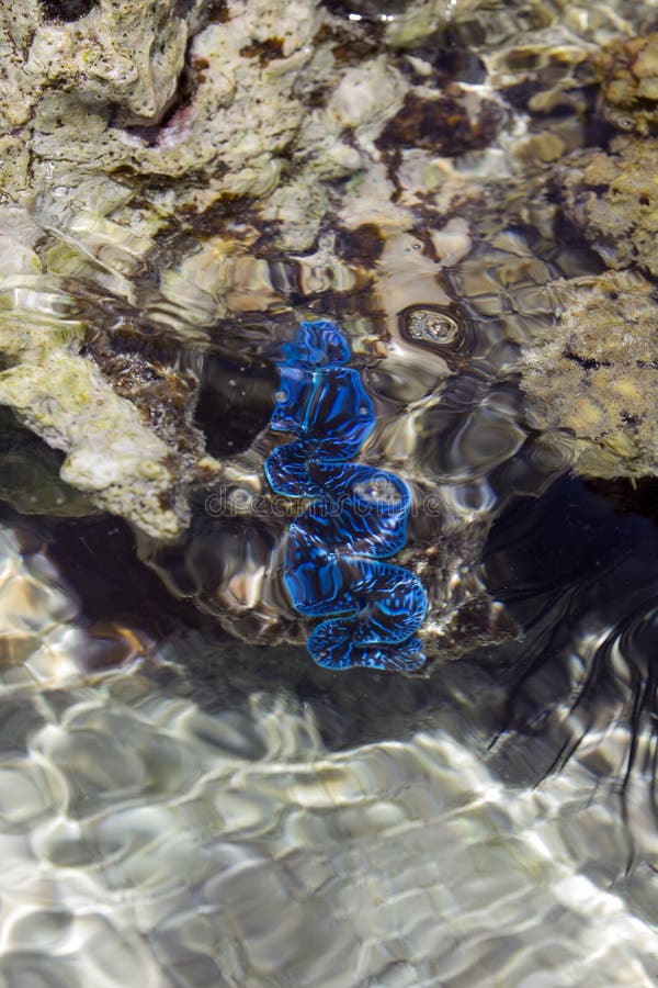 Sea worm stock image. Image of polynesia, shallow, ocean - 27446425