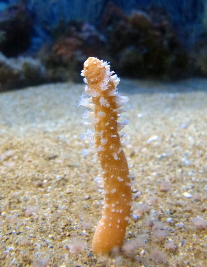 Sea worms stock image. Image of life, decorative, colorful - 69738111