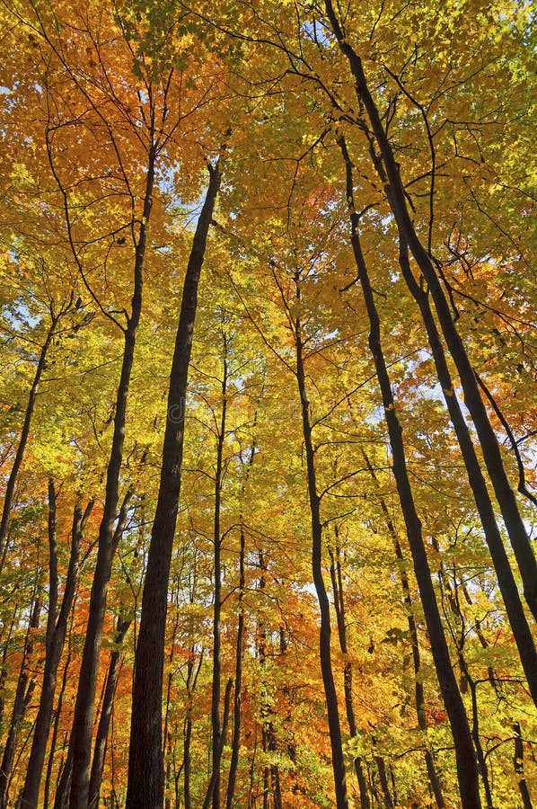 Sea of Yellow in the Fall stock photo. Image of looking - 97709158