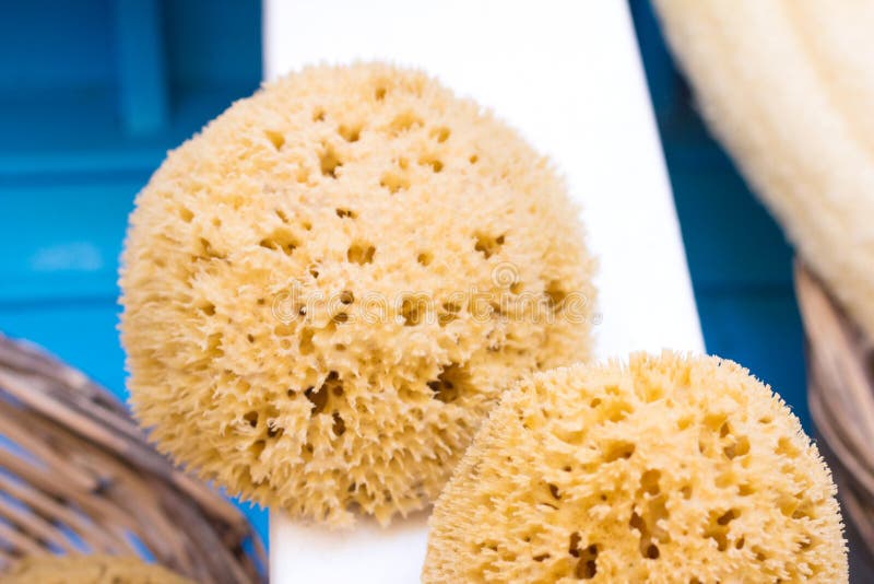 Sea yellow sponge for body stock photo. Image of wellness - 59587342