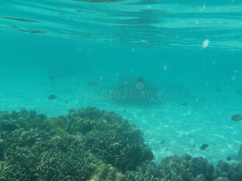 Seabed stock photo. Image of andaman, coral, water, asia - 14005942
