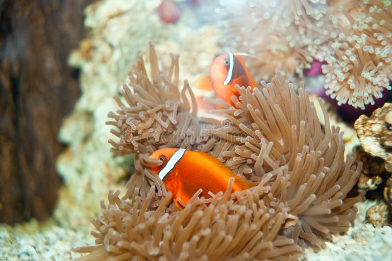 Seabed animals clown fish stock photo. Image of island - 23974886